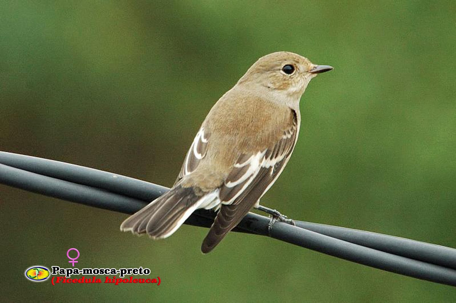 ORNITOLOGIA: Papa-mosca-preto (Ficedula hypoleuca)
